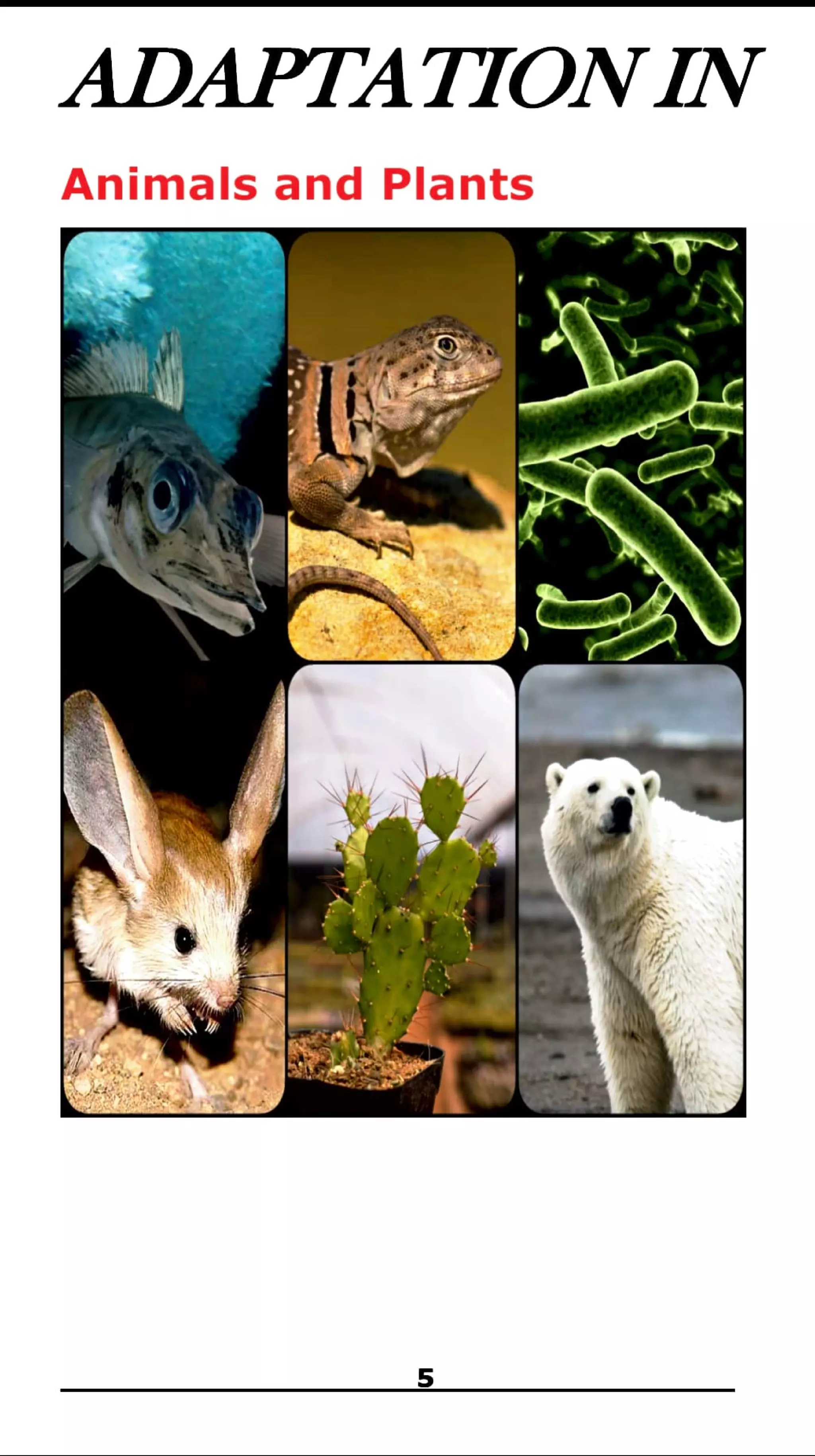 BIOLOGY INVESTIGATORY PROJECT ON ADAPTATION IN ANIMALS AND PLANTS | PDF