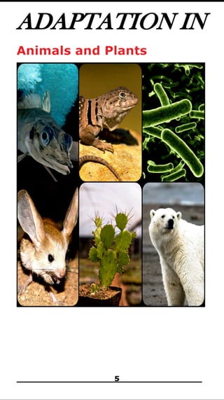 BIOLOGY INVESTIGATORY PROJECT ON ADAPTATION IN ANIMALS AND PLANTS | PDF