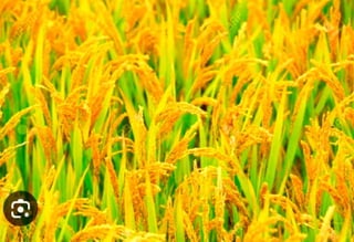 Biofortification and food additives | PPT