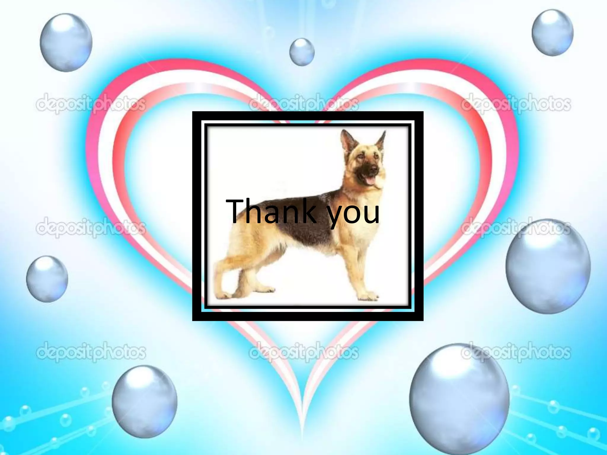 A dog named duke new class 9 ( modified version ) | PPT