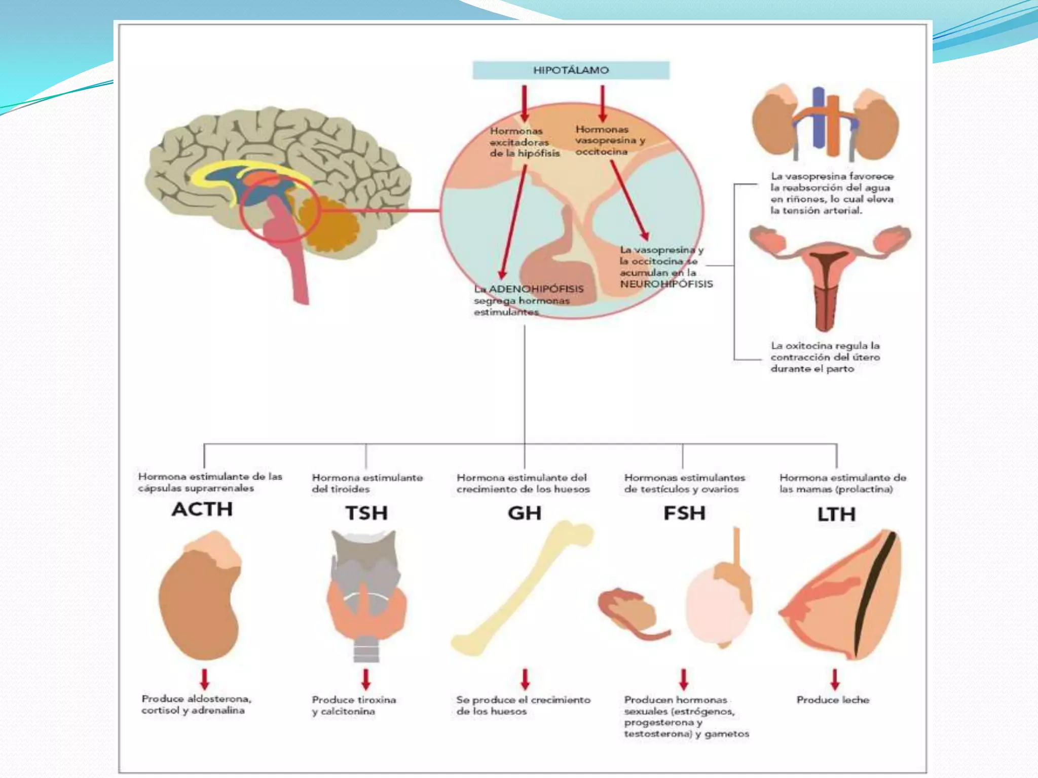 Adolescencia cambios fisicos | PPTX | Reproductive Health | Diseases ...