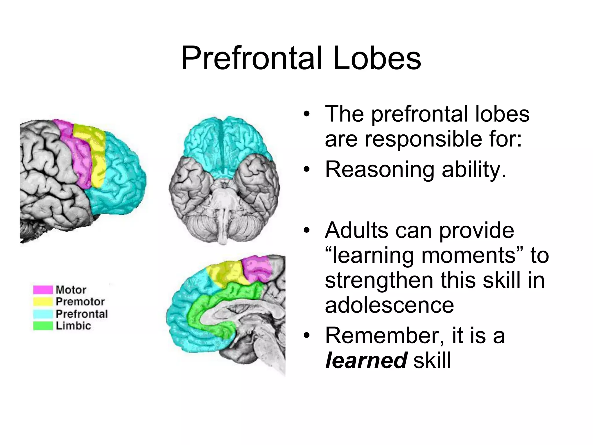 Adolescent Brain Development And Its Effects | PDF