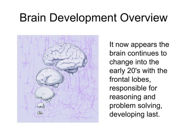 Adolescent Brain Development And Its Effects | PDF
