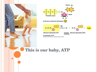 Adopt a-biomolecule-atp | PPT