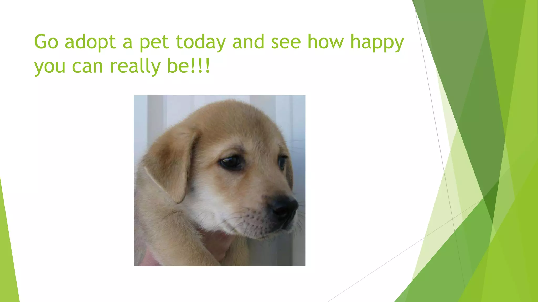 Adopt a pet pp | PPTX