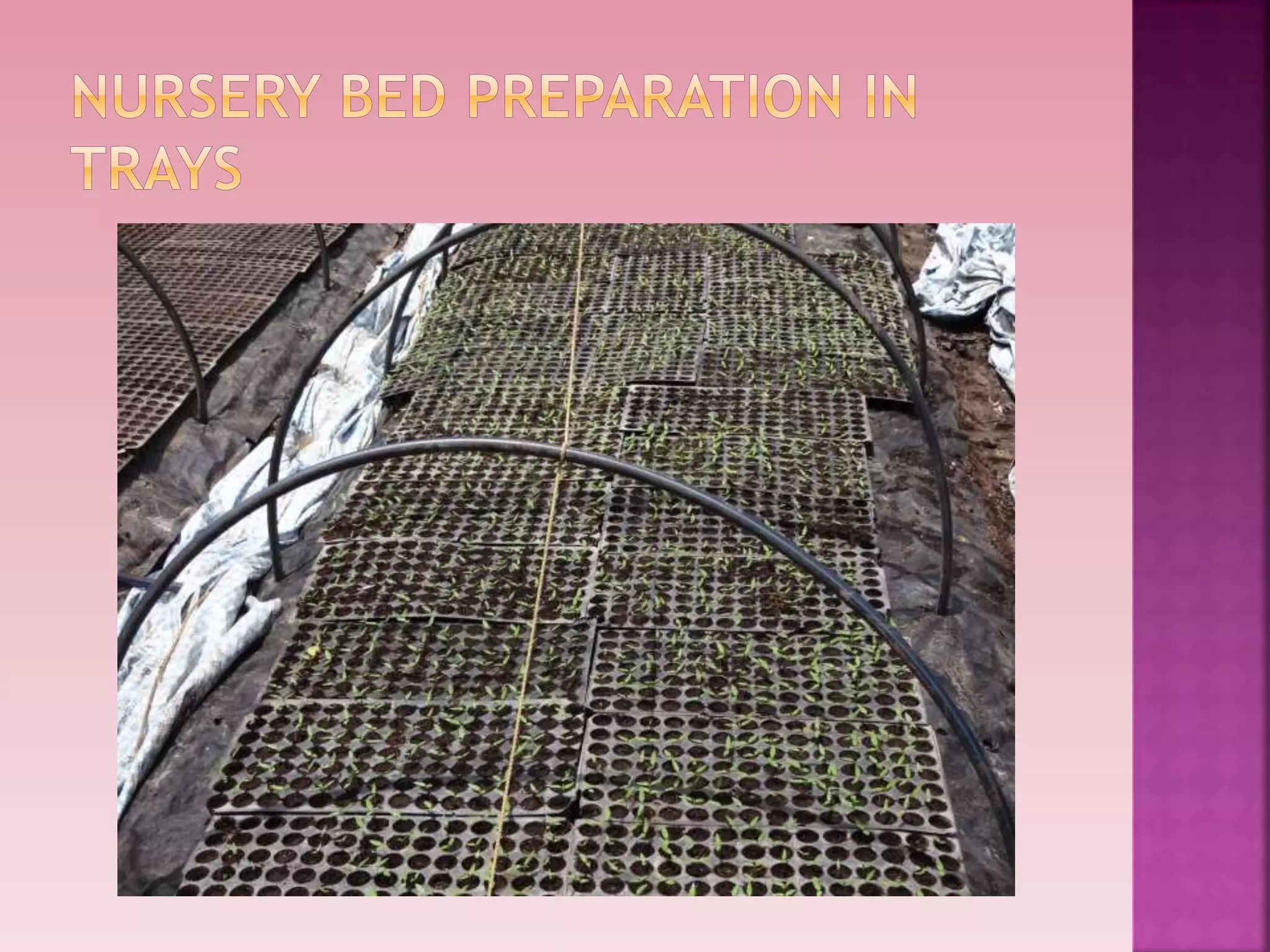 Adoption & adoption process stages | PPTX