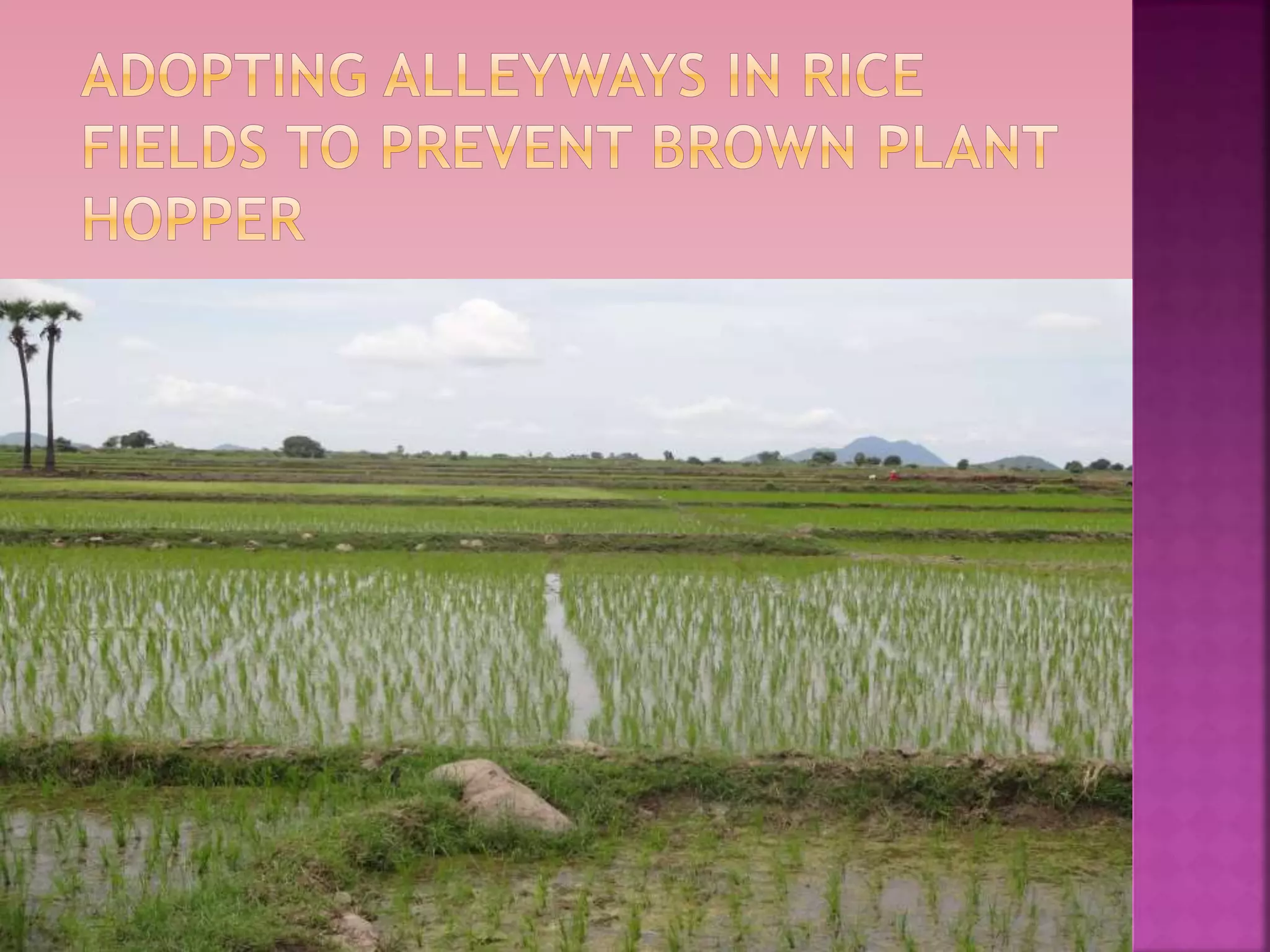 Adoption & adoption process stages | PPTX