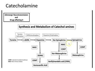 Adrenal Gland- Basic. | PPTX