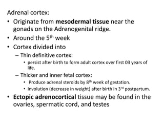 Adrenal Gland- Basic. | PPTX