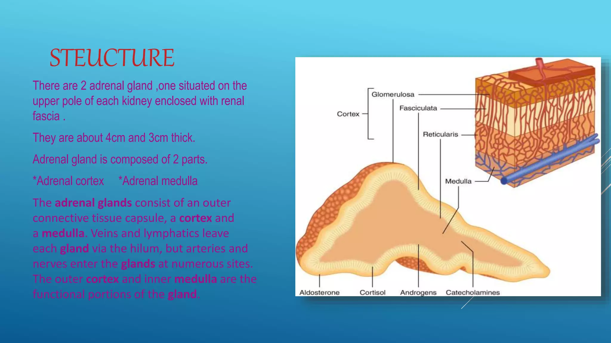 Adrenal gland by ramkesh chauhan | PPTX