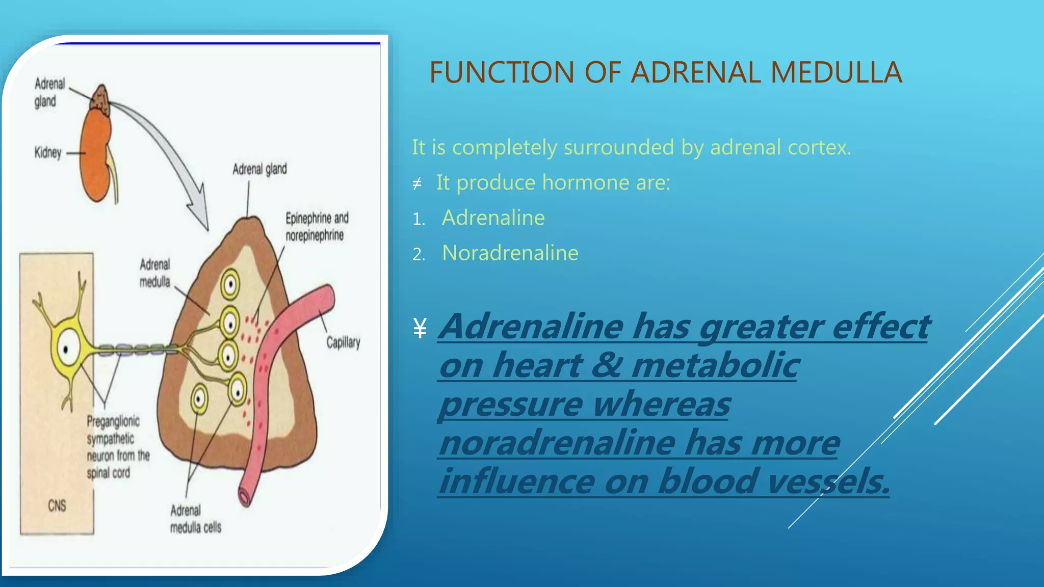 Adrenal gland by ramkesh chauhan | PPTX
