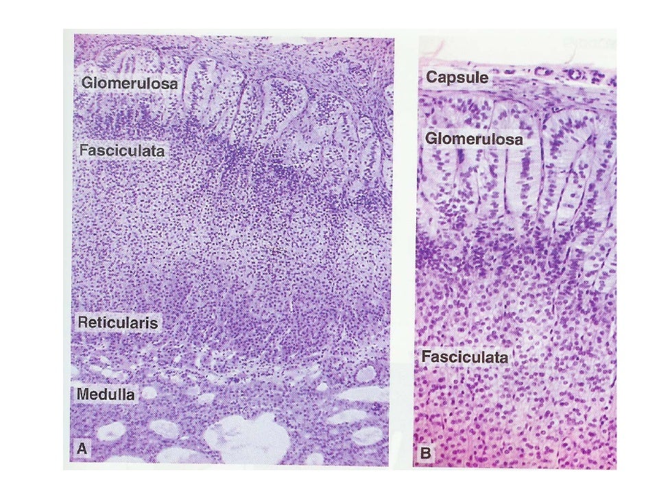 Adrenal (Suprarenal) Gland