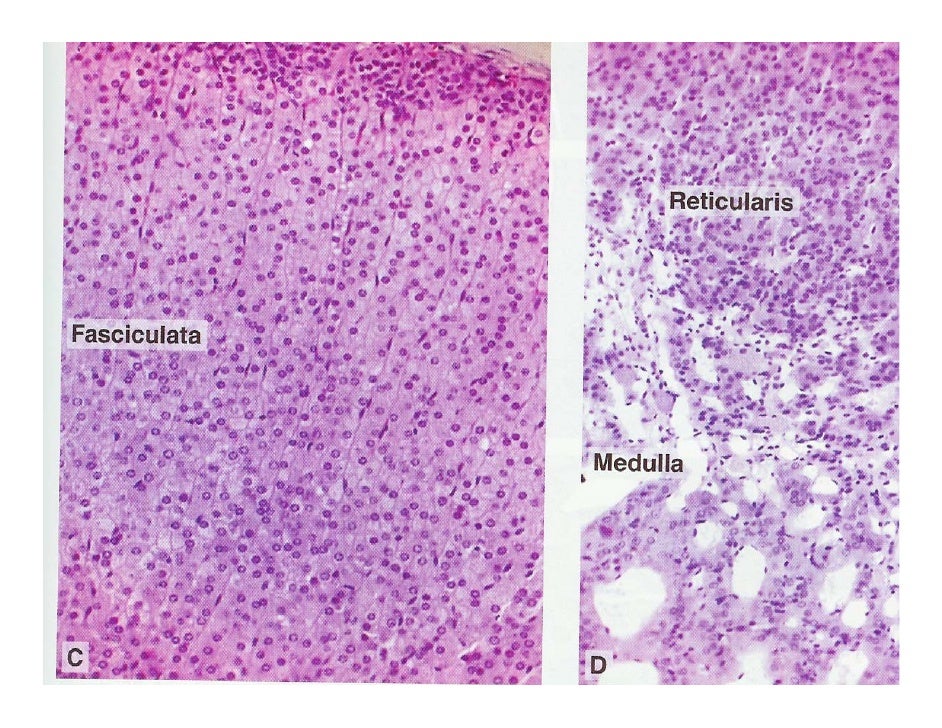 Adrenal (Suprarenal) Gland