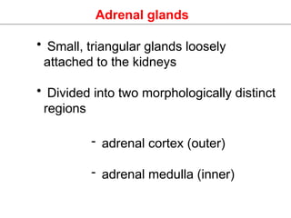 Adrenal glands structure, hormones and physiology | PPTX