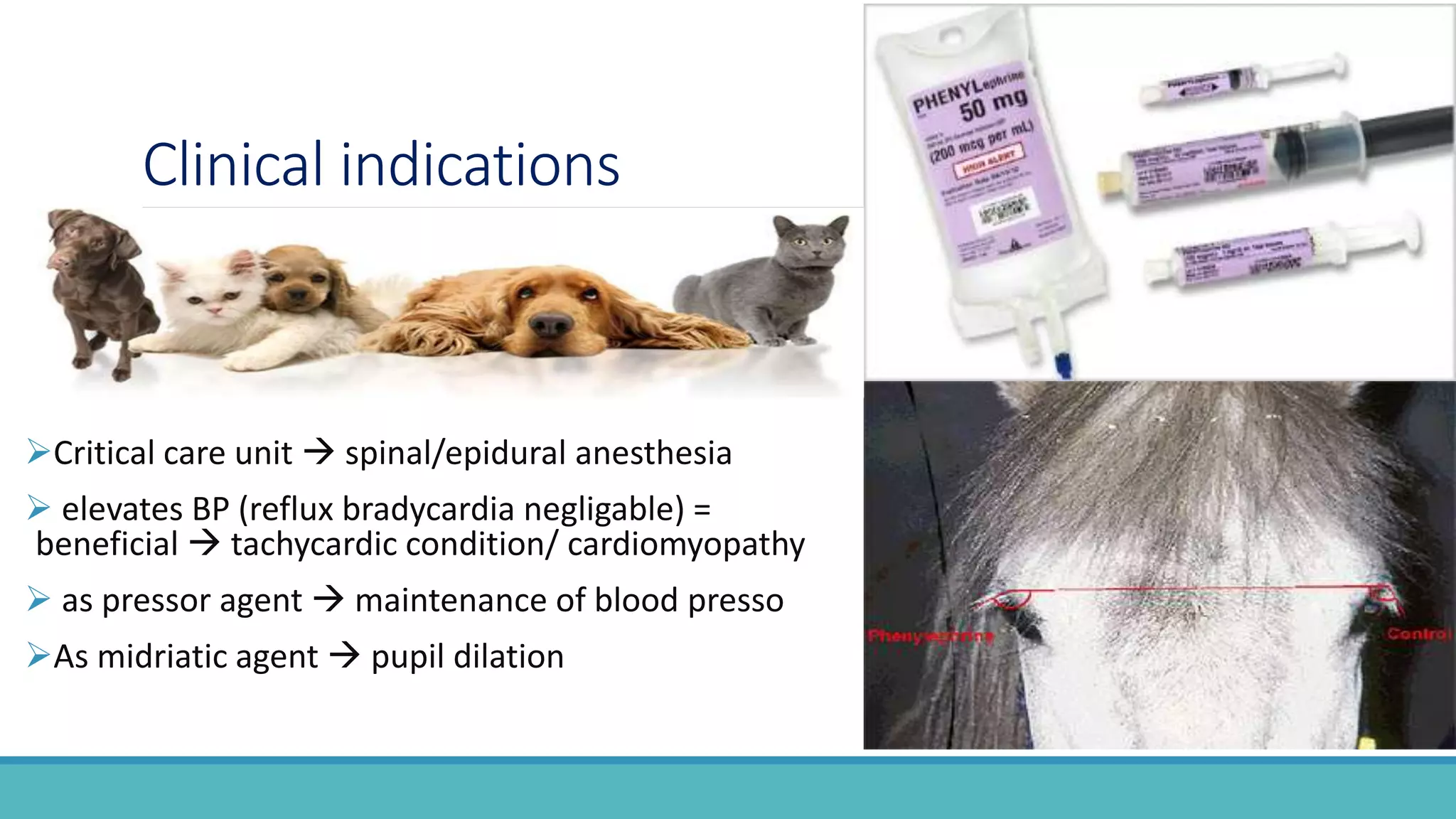 Adrenergic agonists & antagonists in veterinary medicine | PPTX