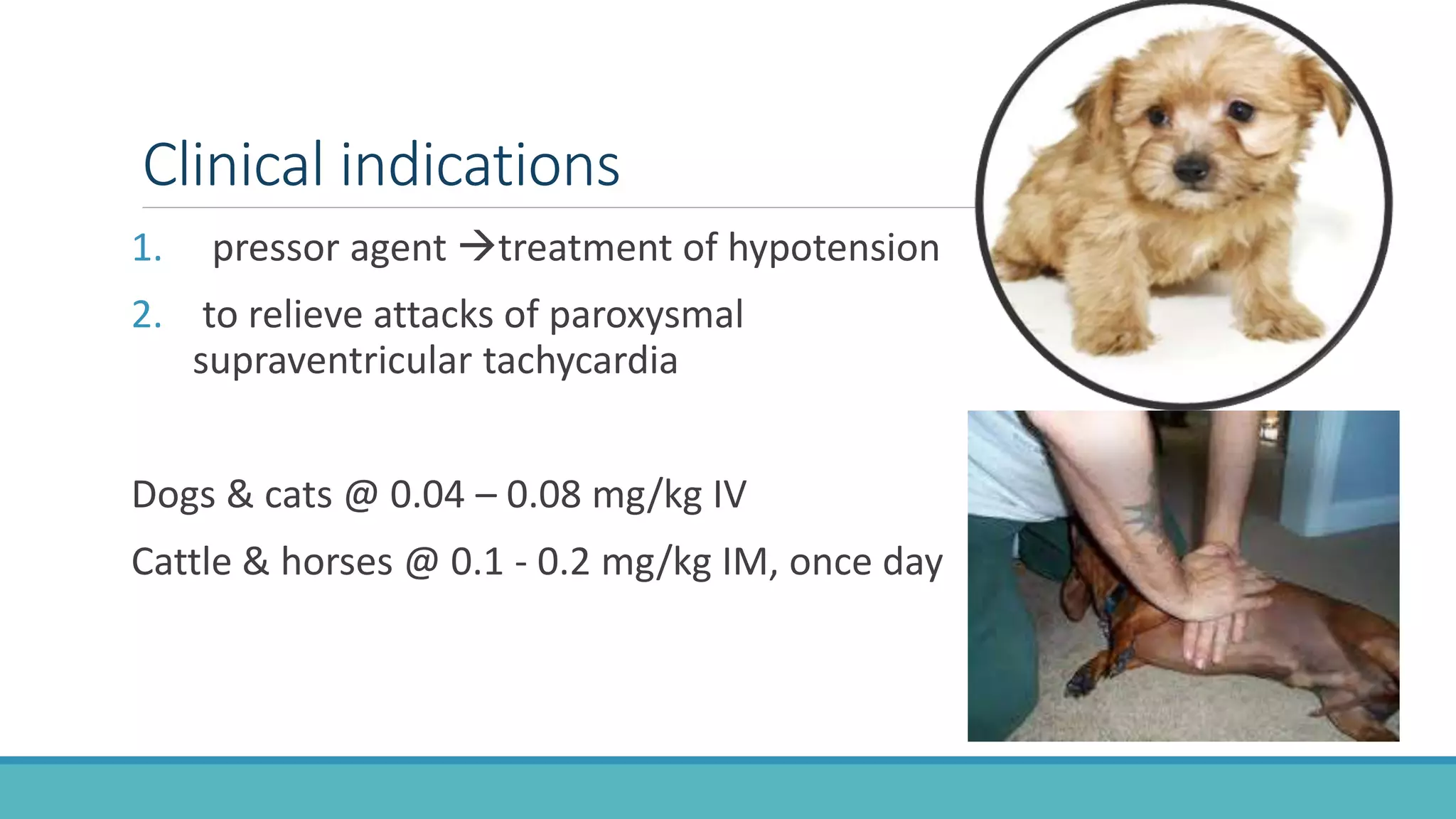 Adrenergic agonists & antagonists in veterinary medicine | PPTX