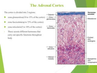 Adrenal cortex | PPTX