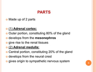Adrenal Cortex.pptx