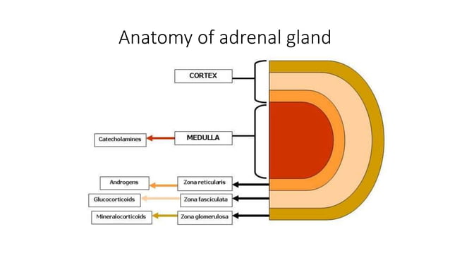 adrenal cortex disorders endocrinology p | PPTX