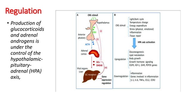 adrenal cortex disorders endocrinology p | PPTX