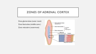 Adrenal cortex and hormones powerpoint slide | PDF