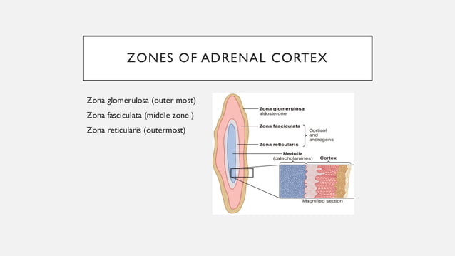 Adrenal cortex and hormones powerpoint slide | PPT