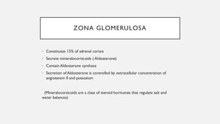 Adrenal cortex and hormones powerpoint slide | PDF