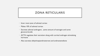 Adrenal cortex and hormones powerpoint slide | PPT