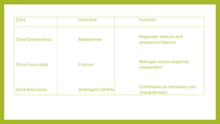 adrenal cortex functions physiology it's hormones | PPTX