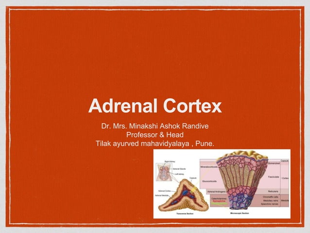 Adrenal cortex 1 | PPT