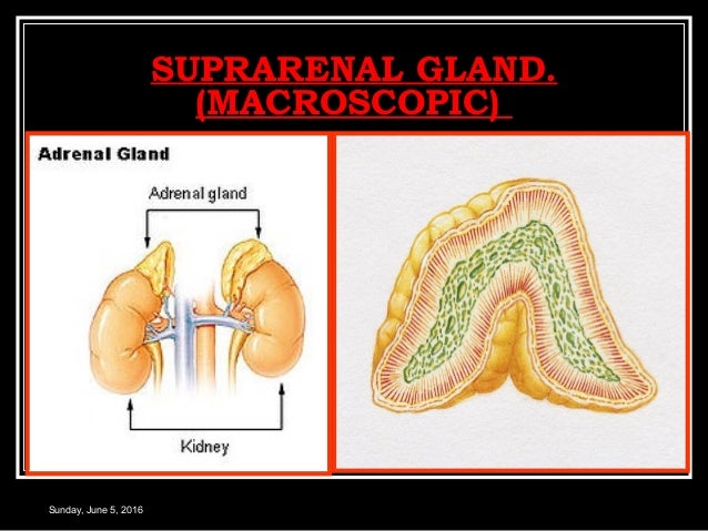 ADRENAL CORTEX AND GLUCOCORTICOIDS I