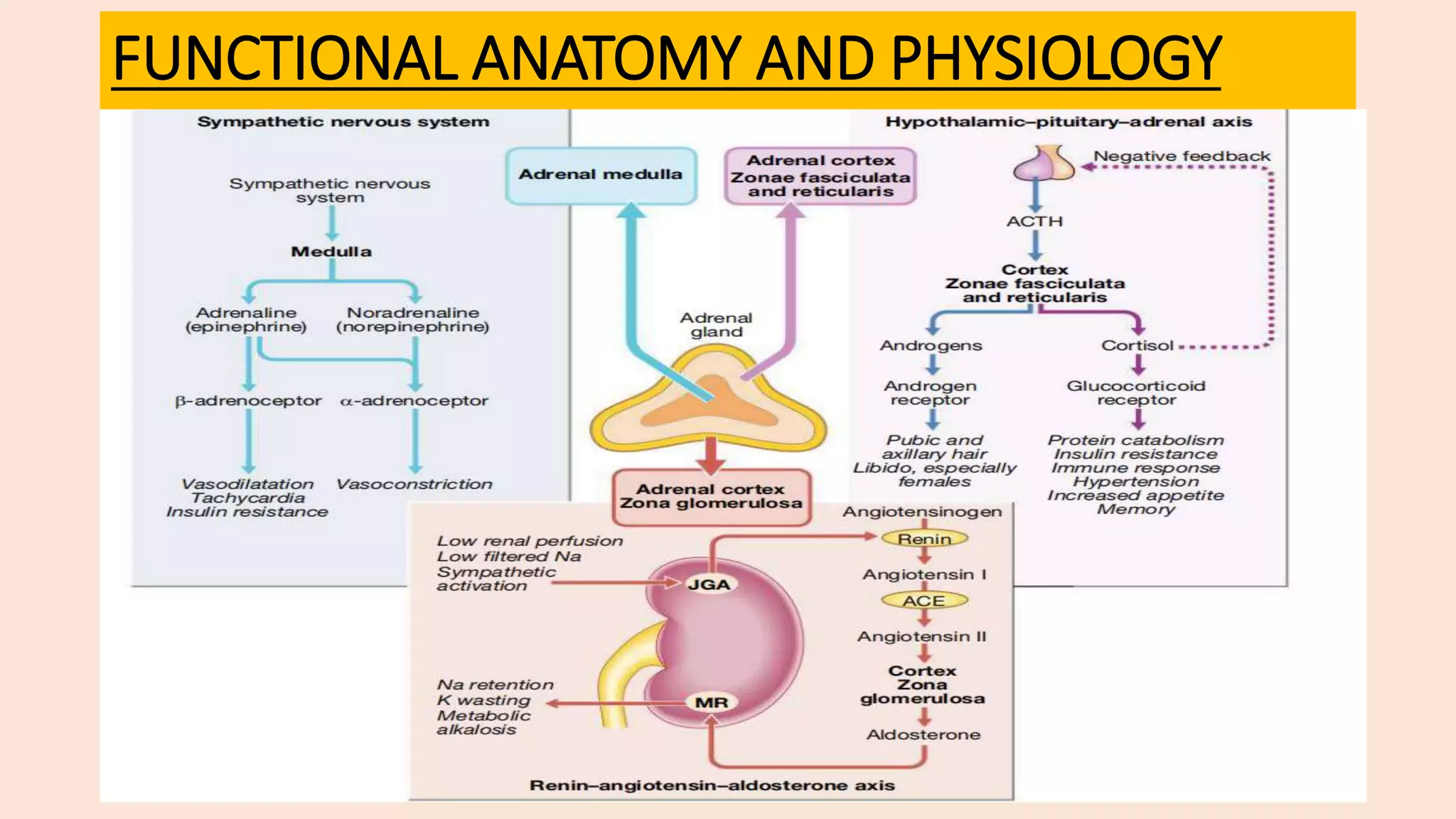 ADRENAL CRISIS.pptx