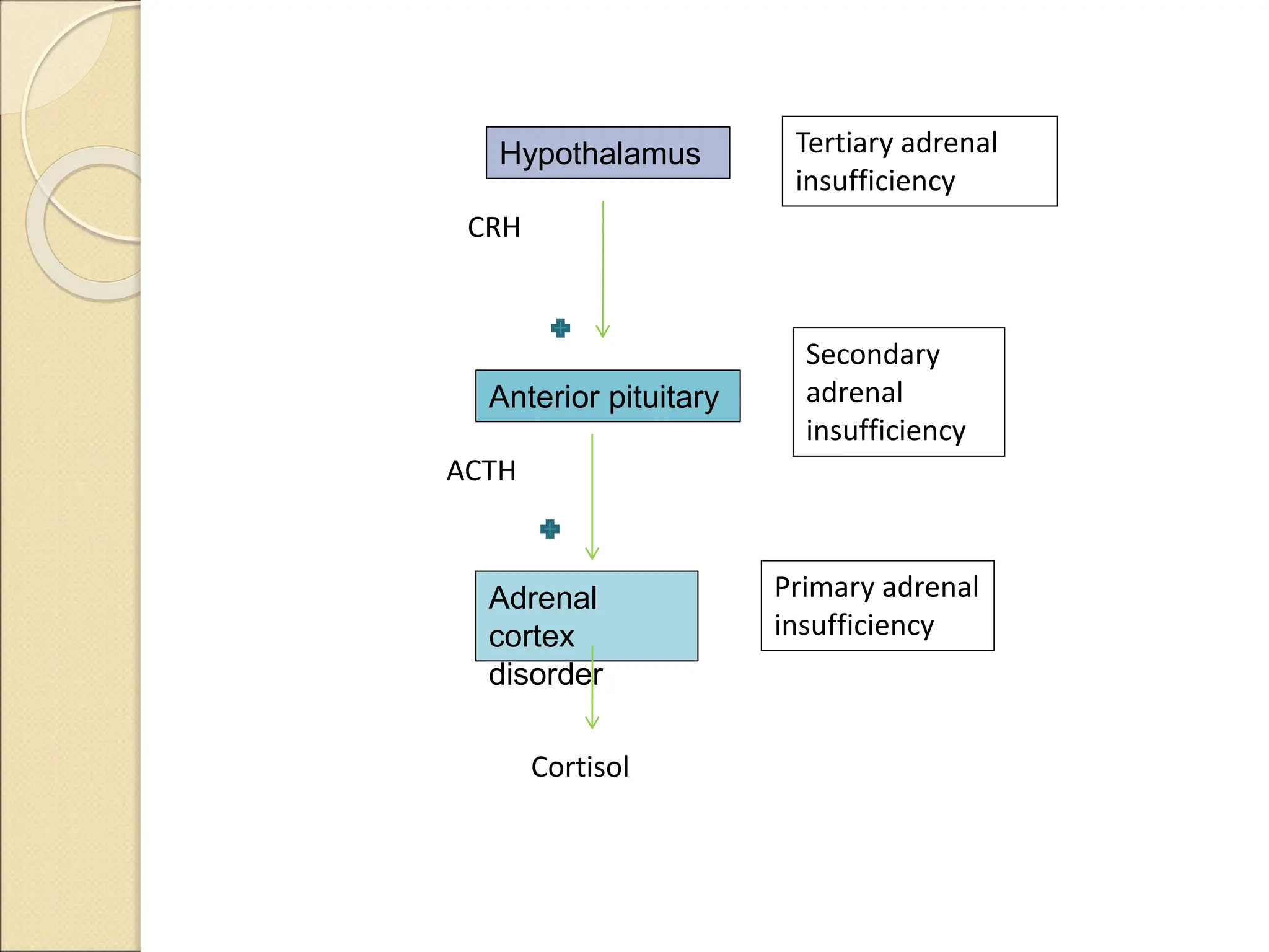 adrenal disorders I and causes and sign symptoms | PPT