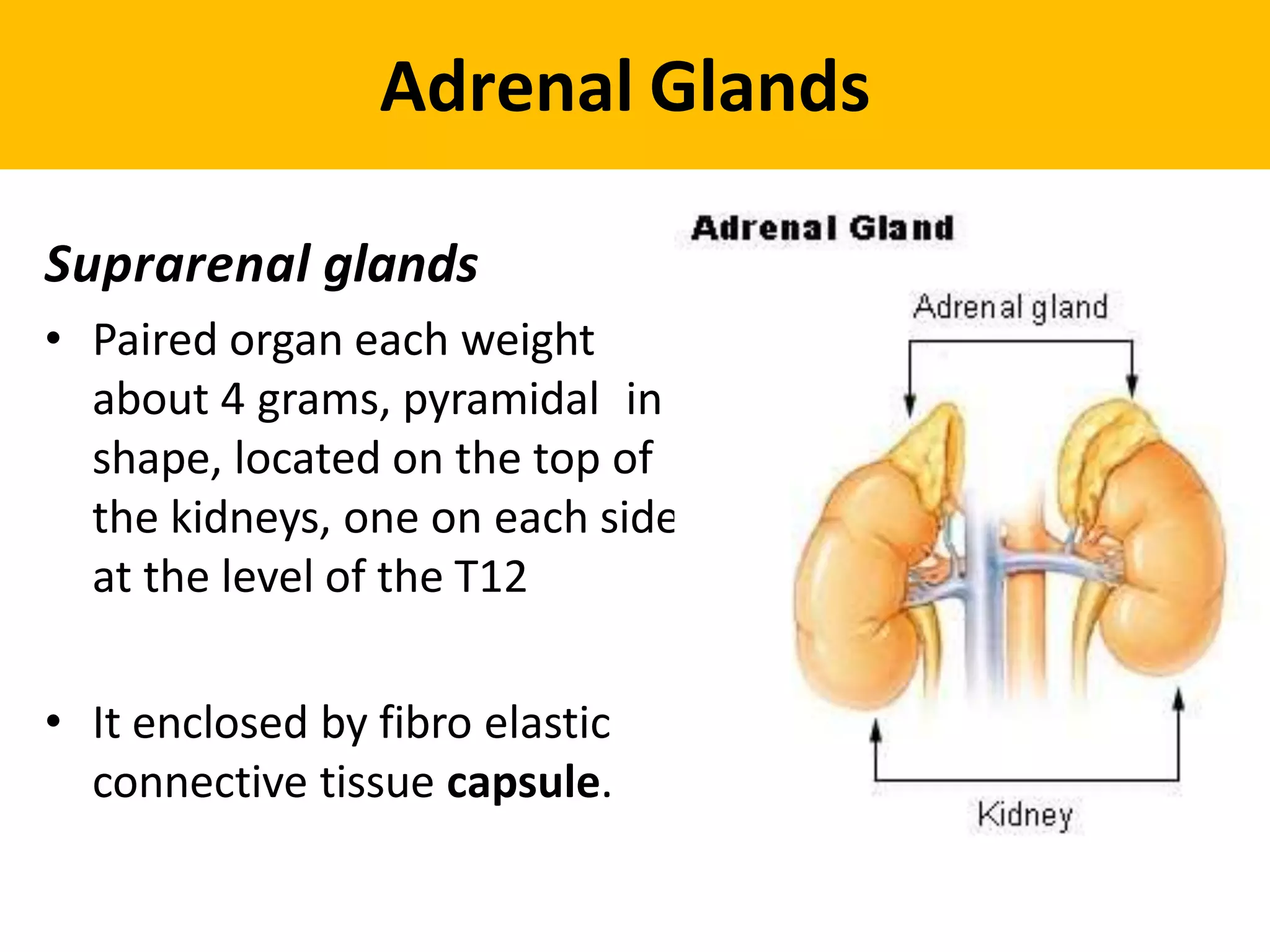 adrenal function tests.pptx