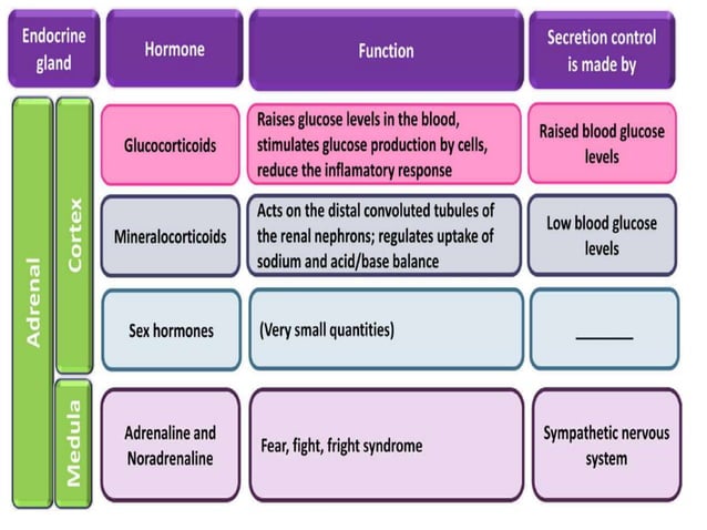 adrenal function tests.pptx