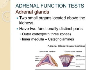 Adrenal Function Tests-3.pptxwhfbdqbfwwfjgwngnegenhndngssfb | PPTX