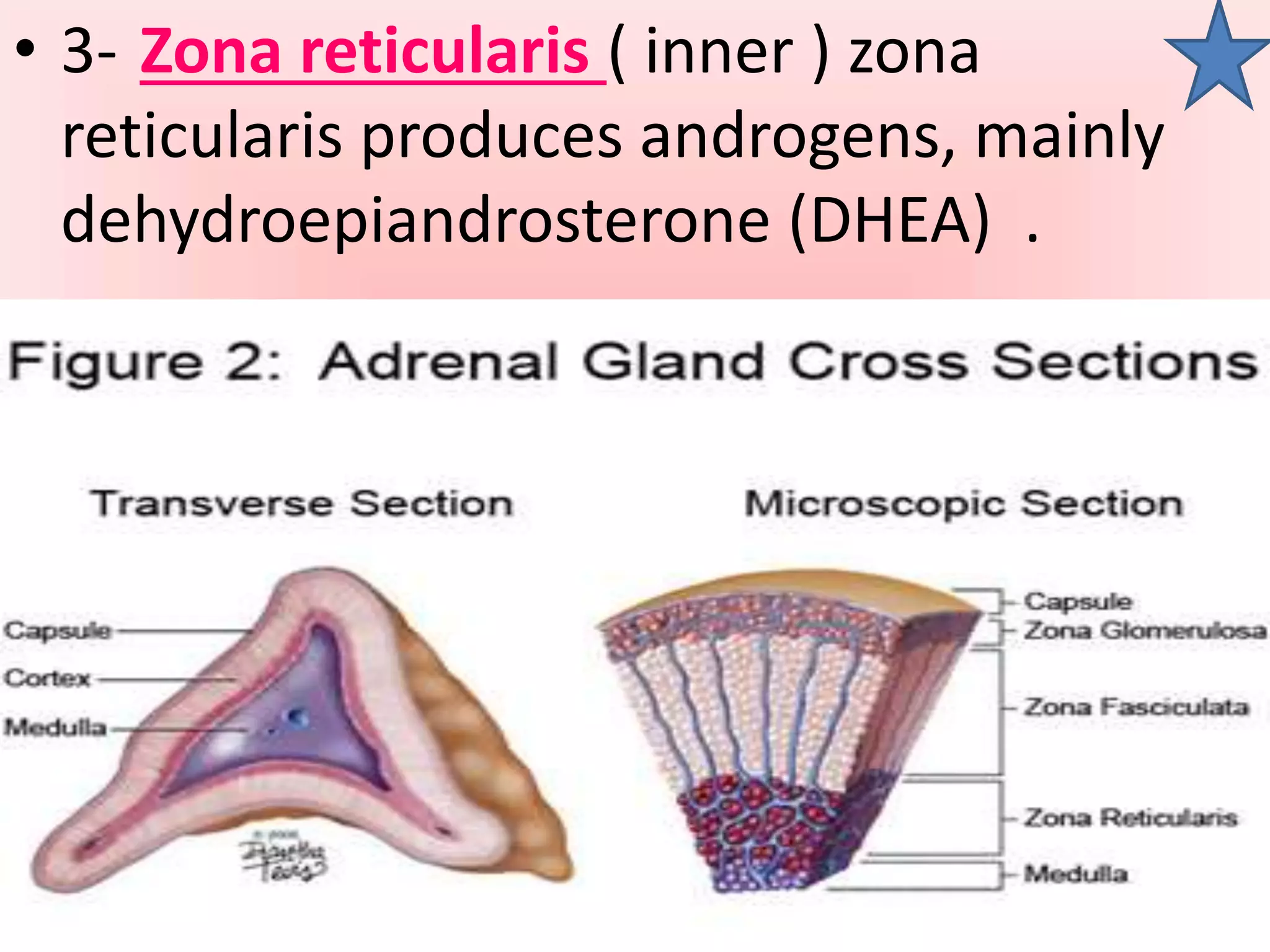 hypothalamus , pituitary and adrenal glands | PPTX