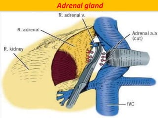 Anatomy of the adrenal gland | PPTX