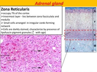 Adrenal Gland Slide Labeled