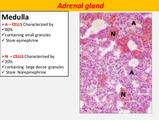 Anatomy of the adrenal gland