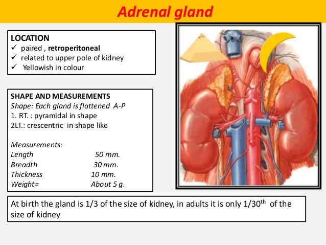 Anatomy of the adrenal gland