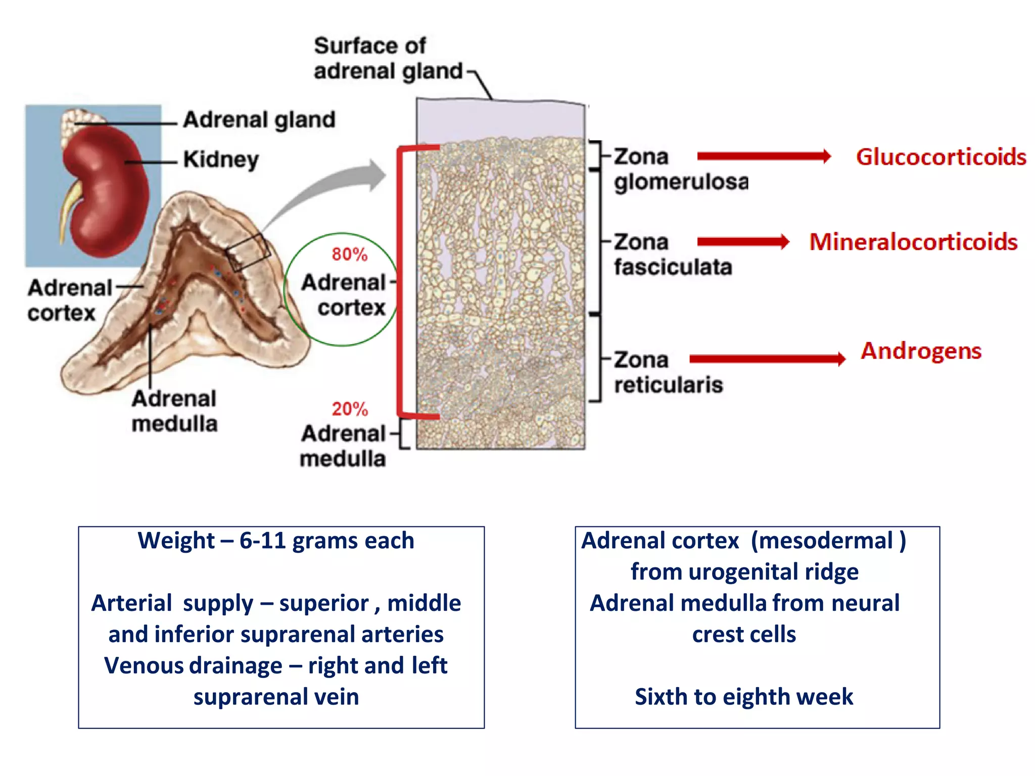 DISORDERS OF ADRENAL CORTEX | PDF