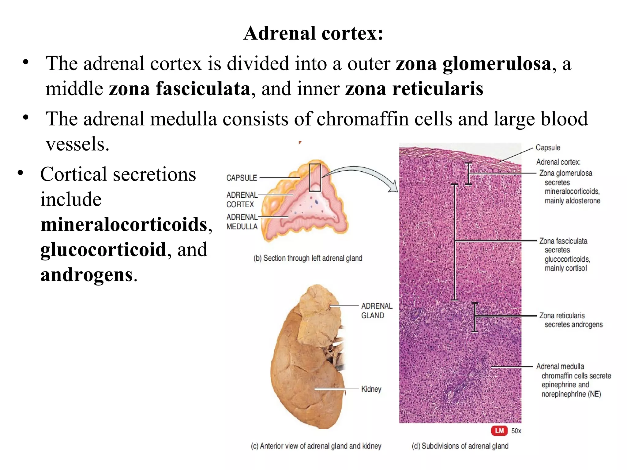 Adrenal gland | PPT