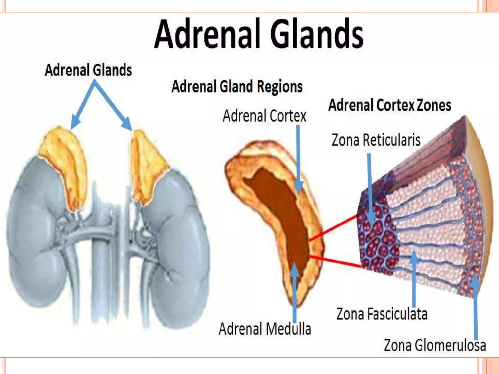 Adrenal gland - Secretion, Function and Regulation | PPTX