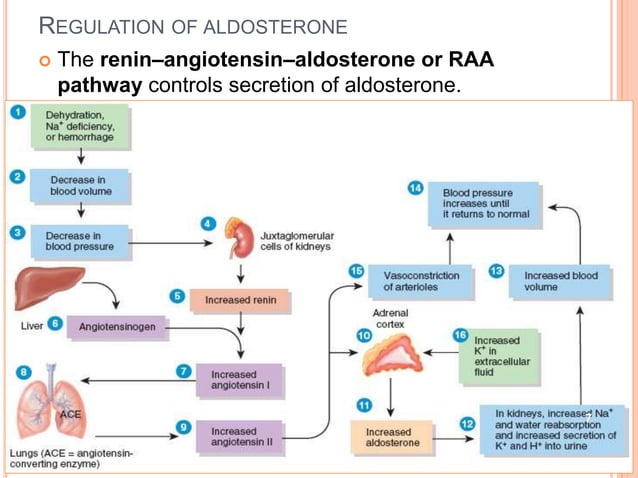 Adrenal gland - Secretion, Function and Regulation | PPT
