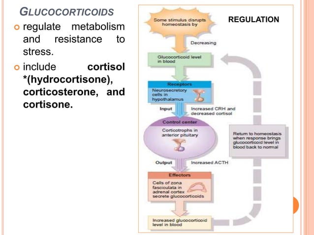Adrenal gland - Secretion, Function and Regulation | PPT