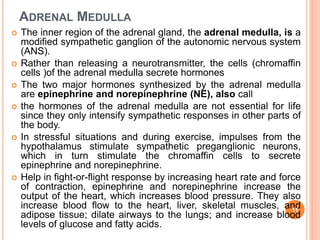 Adrenal gland - Secretion, Function and Regulation | PPT