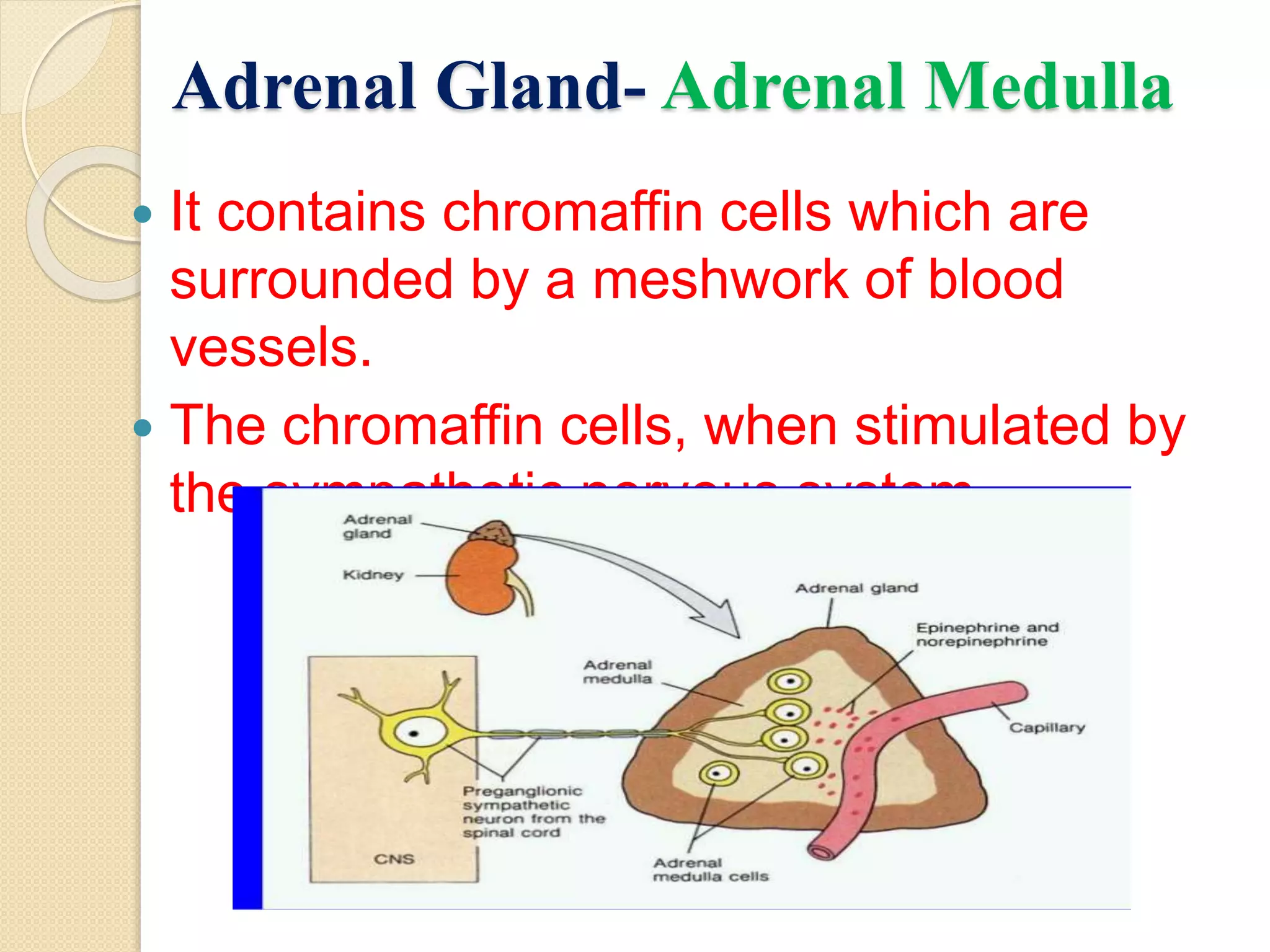 Adrenal gland | PPTX