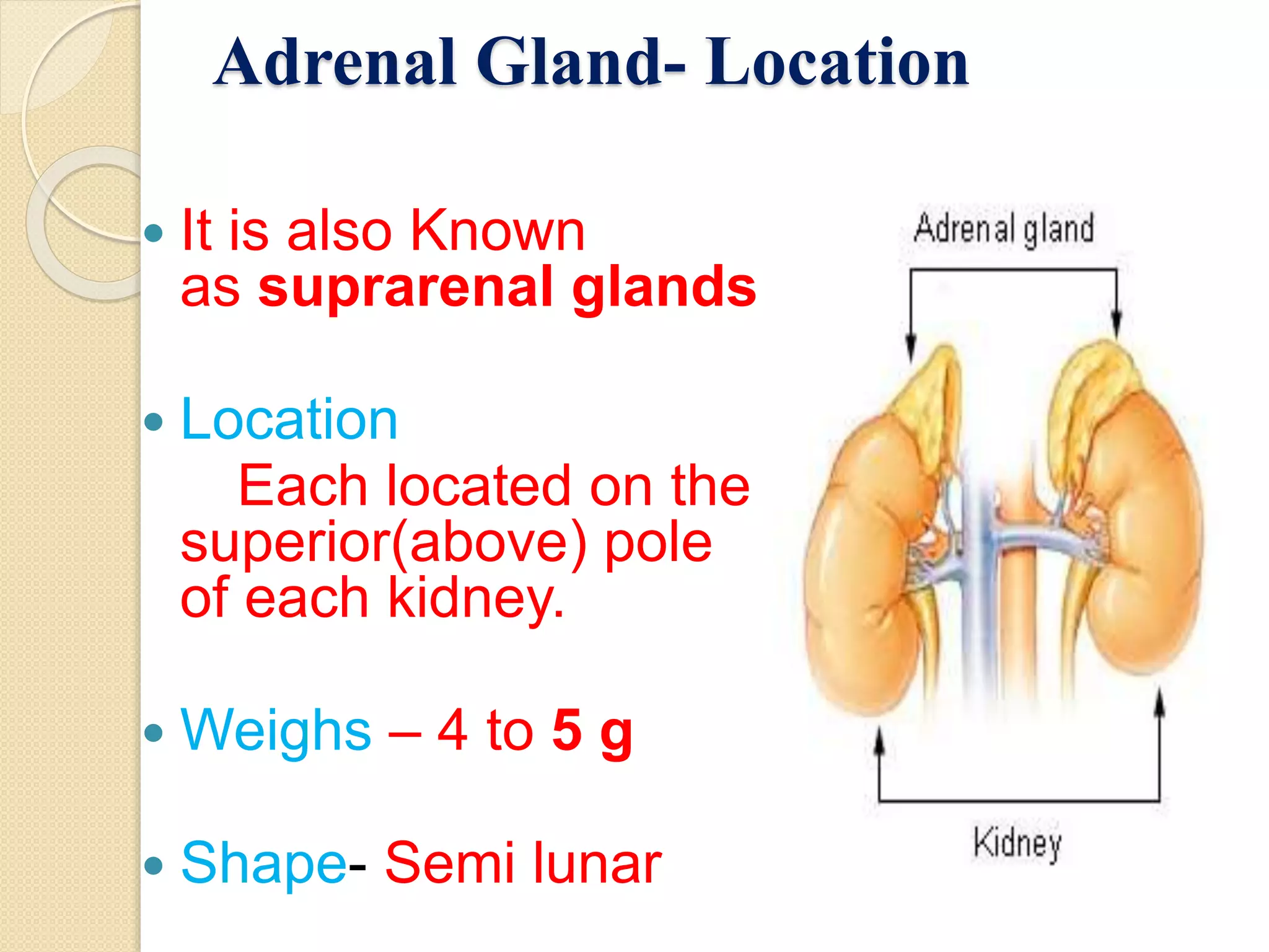 Adrenal gland | PPTX