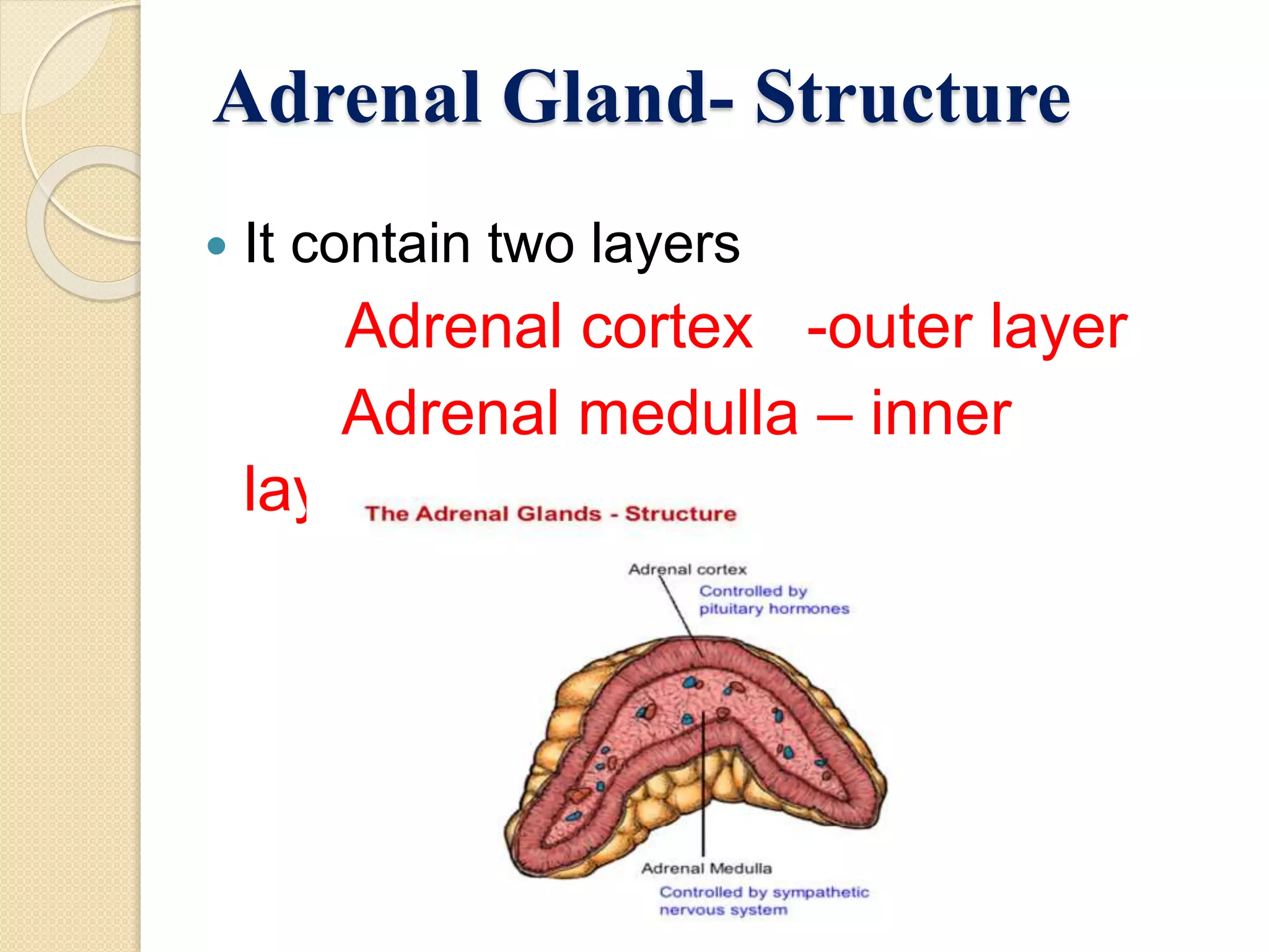 Adrenal gland | PPTX